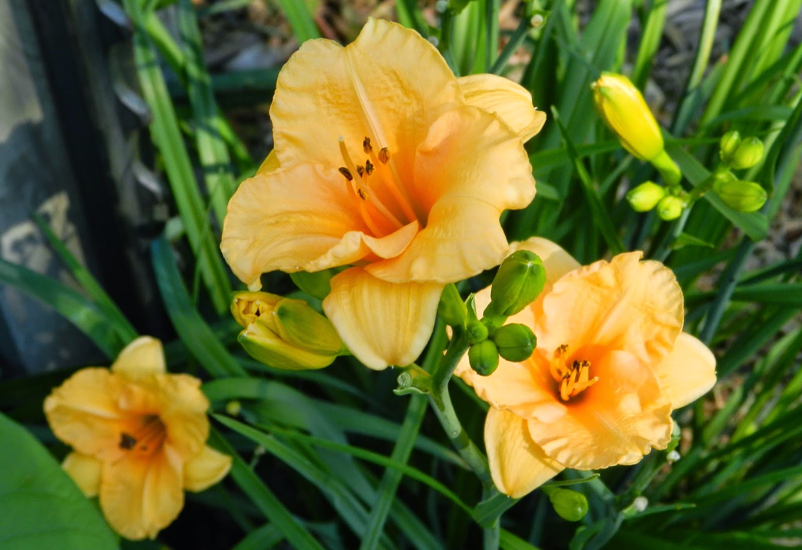 For the Love of Gardening: Pot of Gold!