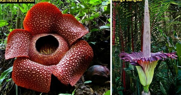 Asal - Usul Nama & Fakta Bunga Raflesia Arnoldii ~ ASAL USUL