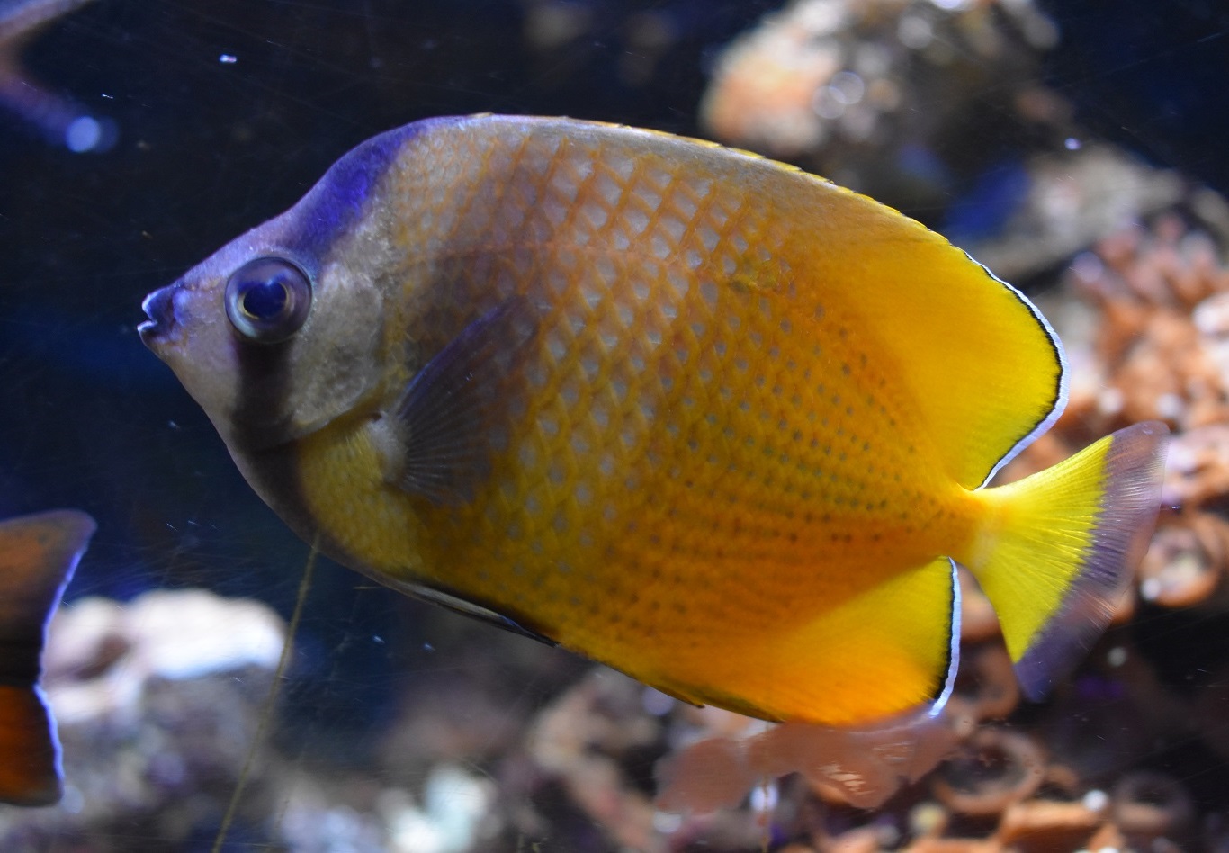 ZOOTOGRAFIANDO (6.100 ANIMALS): PEZ MARIPOSA DE KLEIN / SUNBURST ...