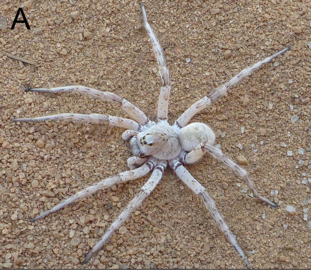 Albino Wolf Spider