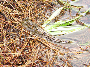 Gallery of Bengkulu - Indonesia: Mudskipper (Periophthalmus ...