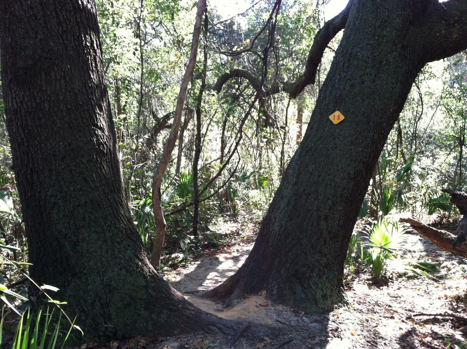 CENTRAL FLORIDA MOUNTAIN BIKE TRAILS