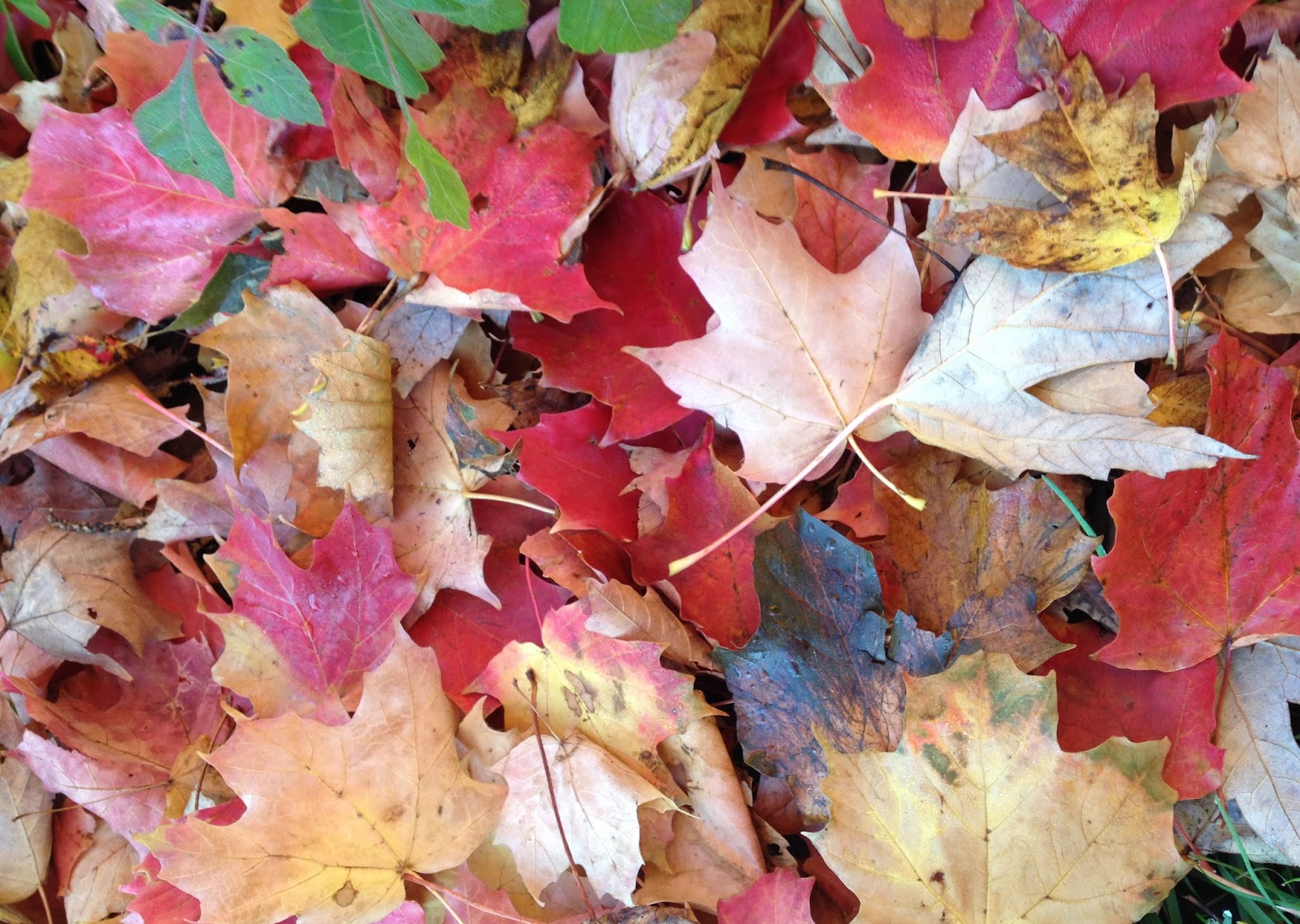 Susan Marie : Preserving & Framing Autumn Leaf Tutorial