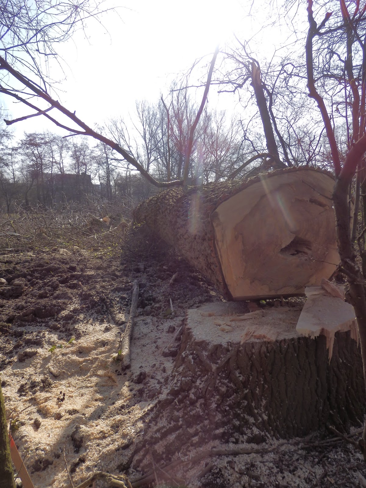VOEDSELBOS Vlaardingen: Oude bomen gekapt