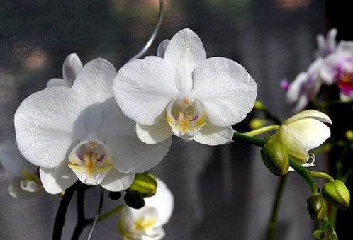 Anggrek Bulan (Phalaenopsis Ambilis) Puspa Pesona Bunga Nasional Indonesia