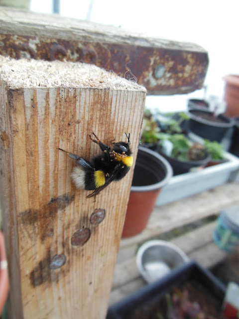 The Tenacious Gardener!: The Bees are finally buzzing...at least one is ...