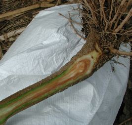 Pengobatan penyakit tanaman