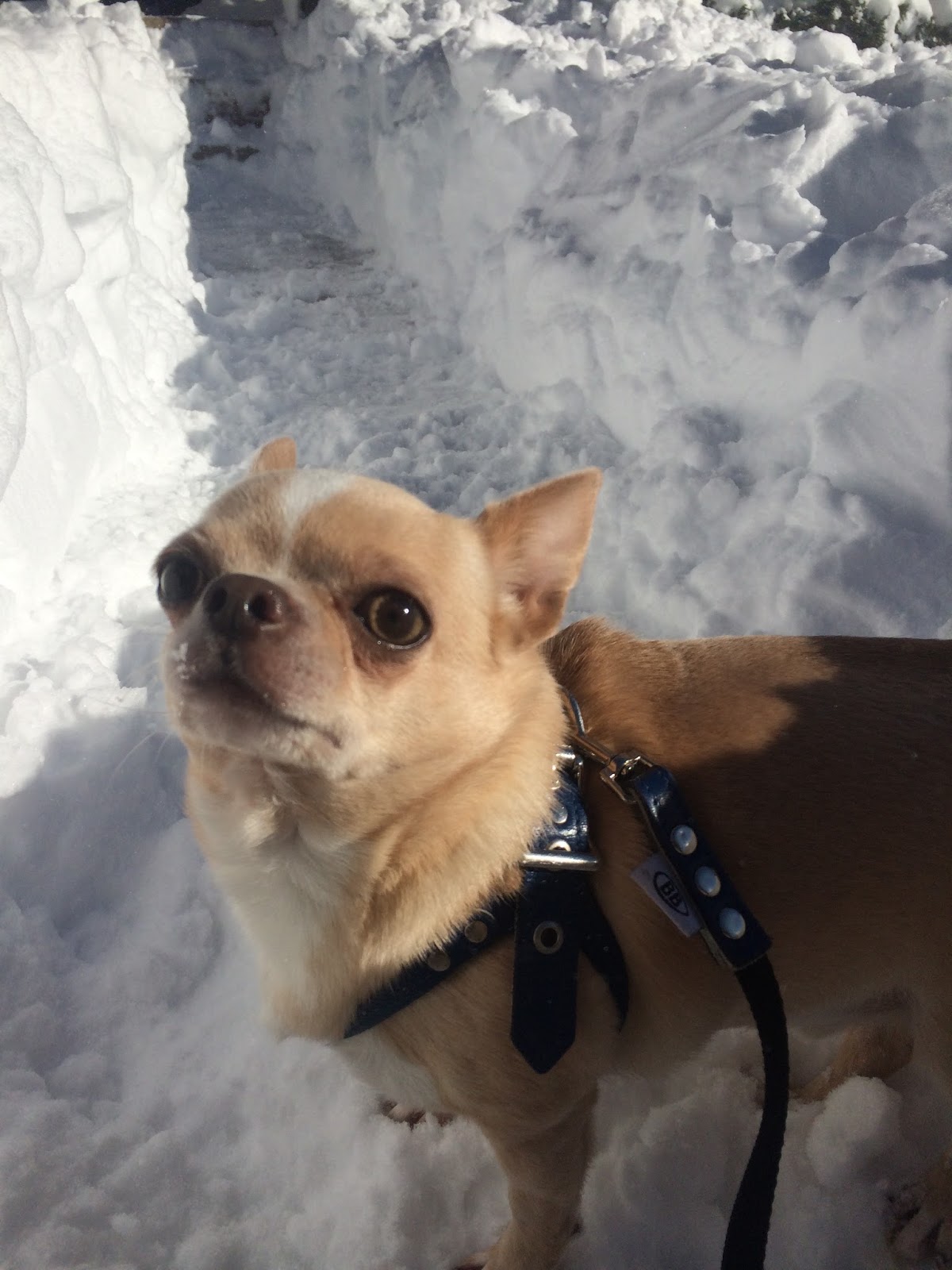 Poetry of Peacocks: "Then Laugh," a poem by Bertha Adams Backus