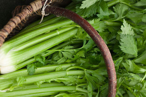 WHEN IS CELERY READY FOR HARVESTING |The Garden of Eaden
