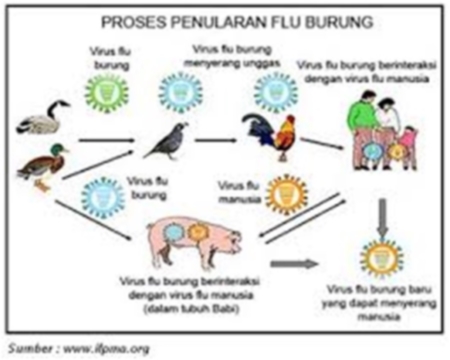 BAmbangSAputraJAya: Kenali tanda tanda virus flu burung pada unggas