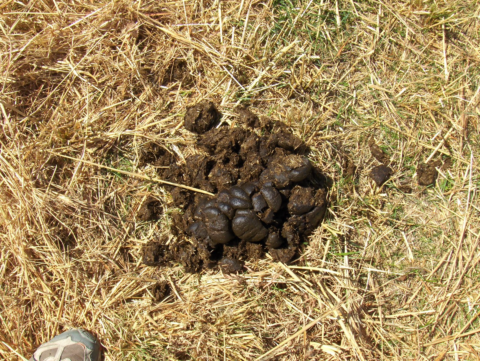 Harter'sFarmHouse: Feed the horses, feed the birds!