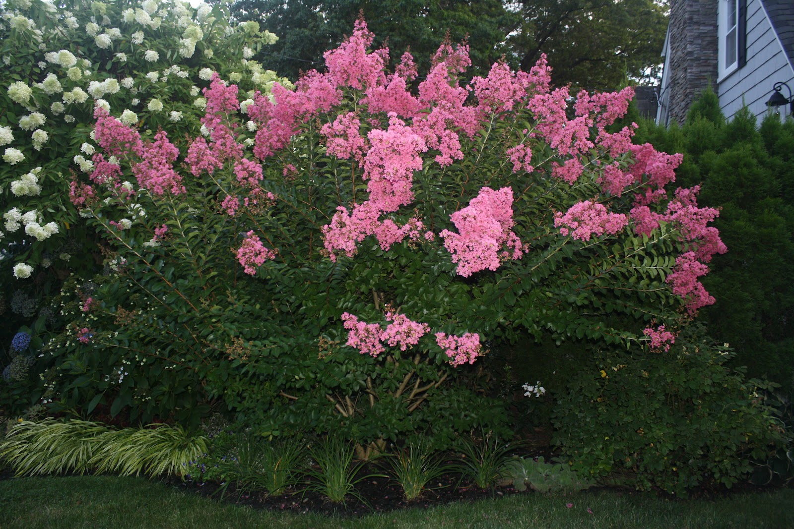 Gardener's Notebook: Hopi Crape Myrtle