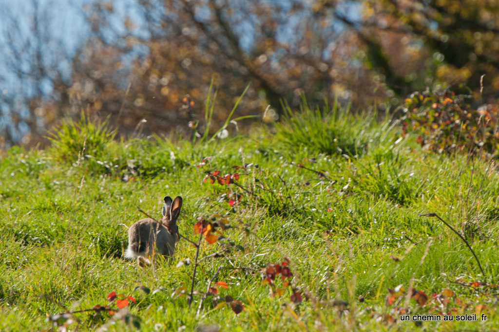 Un chemin au soleil: Un levraut