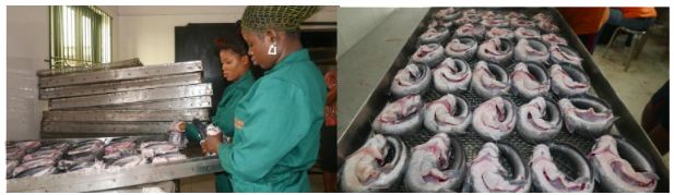 Fish Processing, Smoking and Packaging for International Market ...