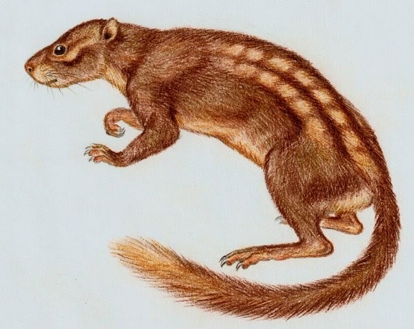 Rodentia – Variety of Life