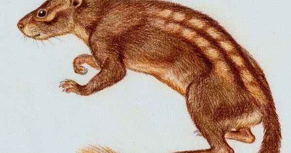 Variety of Life: Rodentia