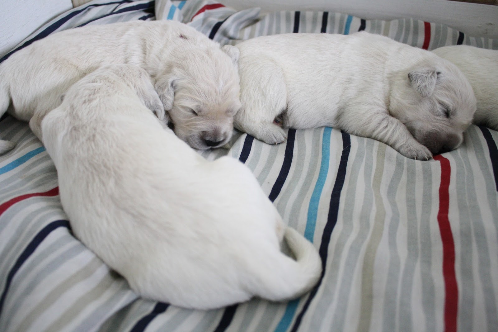 Svea´s valpar: 9 valpar som är 9 dygn