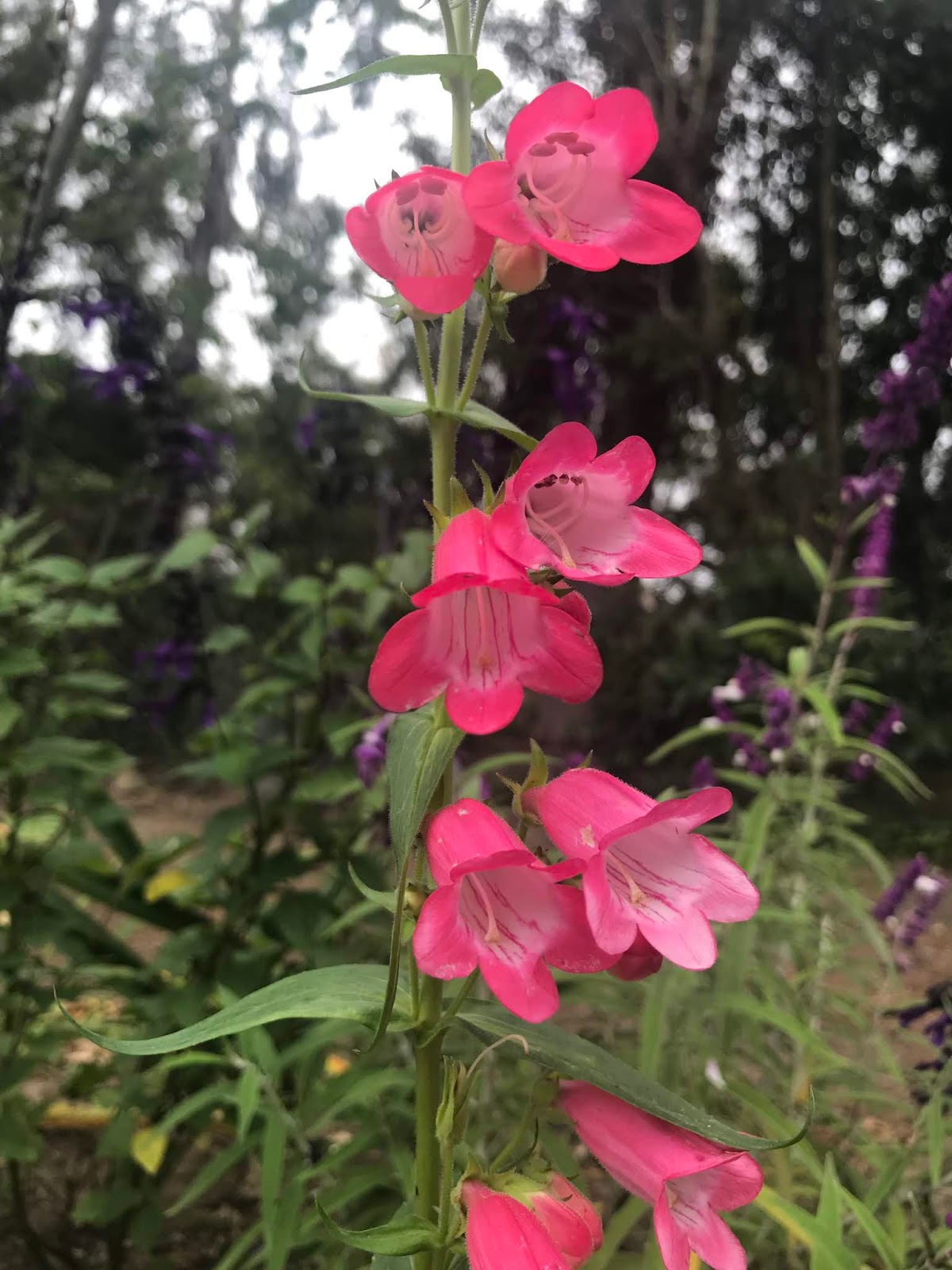 On Discovering A Garden: Gopher Resistant Plants