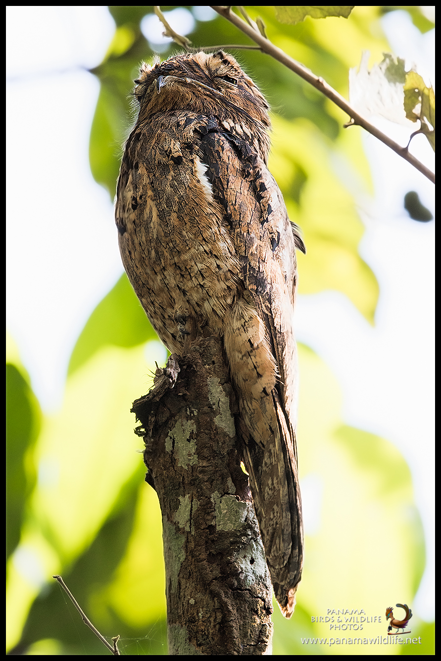 In search of the Common Potoo (A visit to Parque Natural Metropolitano)