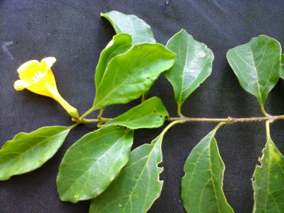 Photographic Handbook of Phil. Plants and Flowers: G