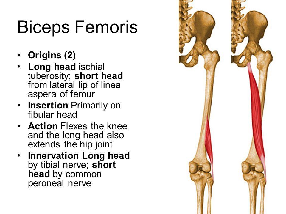 股二頭肌(Biceps femoris muscle) | 職能治療陪你居家復健