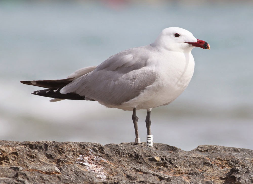 Another Bird Blog: Picture Menorca