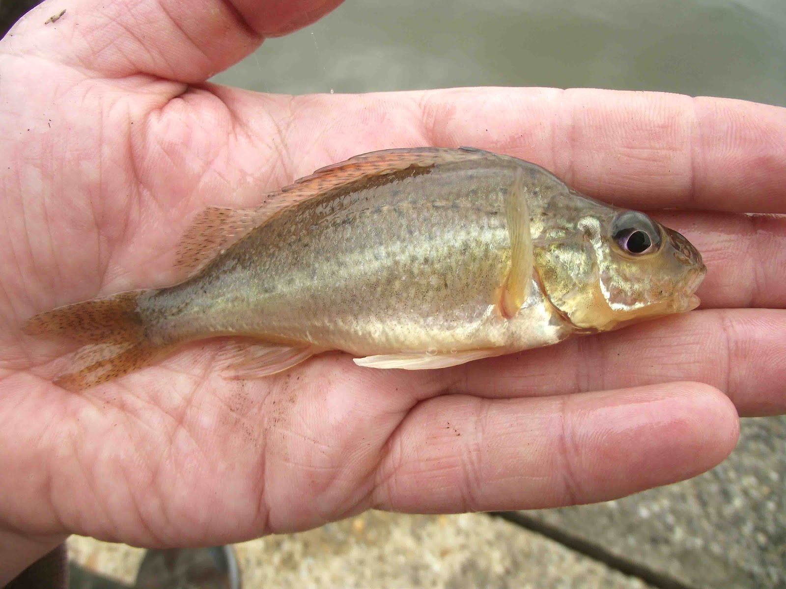 The Lure of Angling: Catching the smallest fish using the biggest bait.