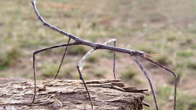 The Pop-Up Studio NYC: Weekly Beast: Chan's Megastick