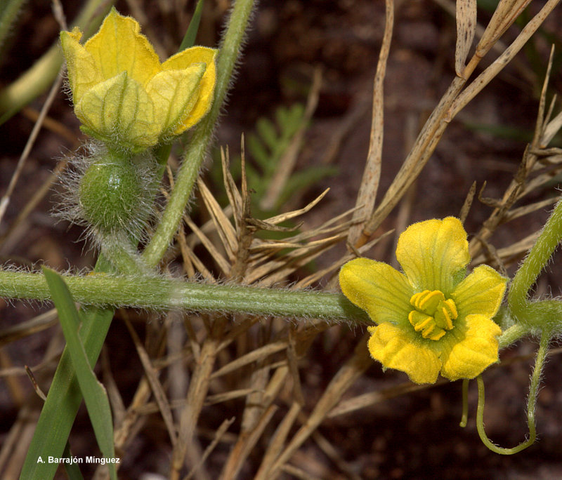 Naturaleza Viva: Citrullus colocynthis (L.) Schrad. Fam: Cucurbitaceae