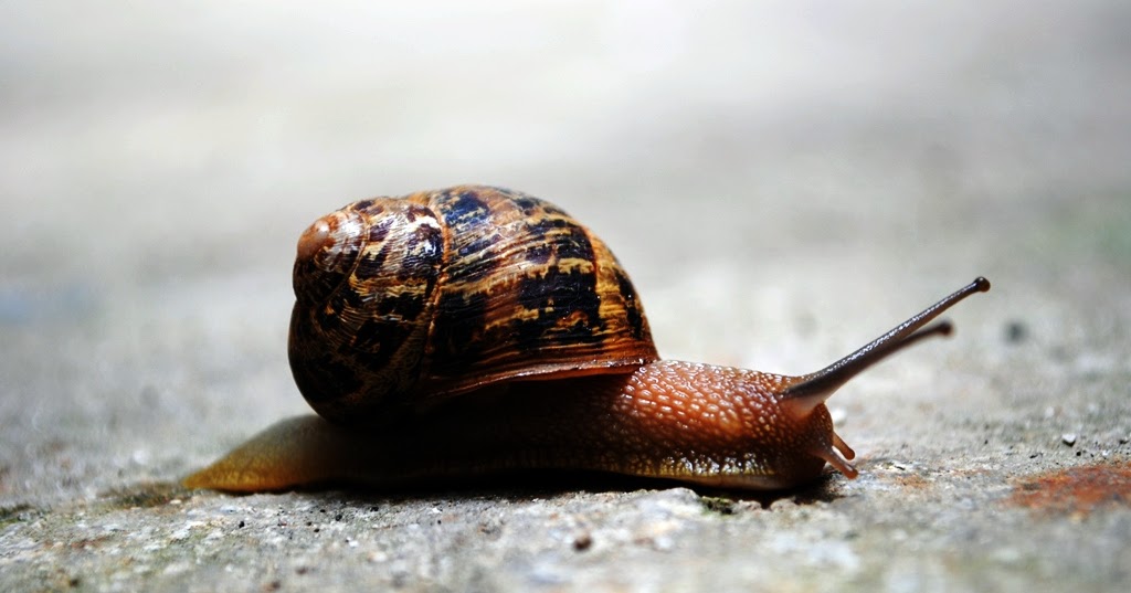 Più belle con la bava di lumaca: cosa c'è da sapere e funziona davvero ...