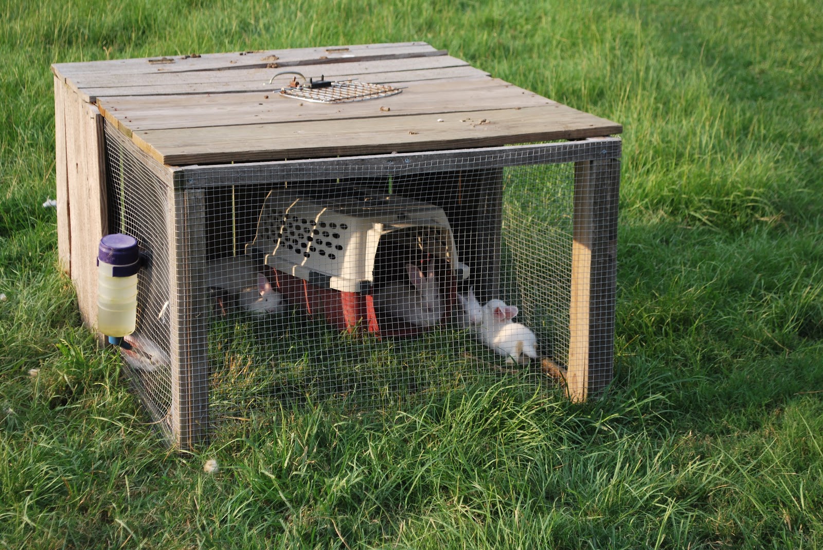 HighTail Farms: Rabbits on pasture