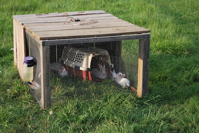 HighTail Farms: Rabbits on pasture