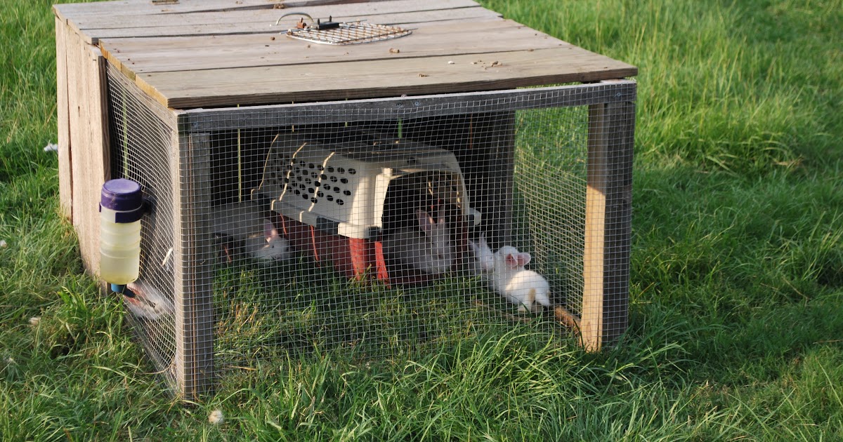 HighTail Farms: Rabbits on pasture