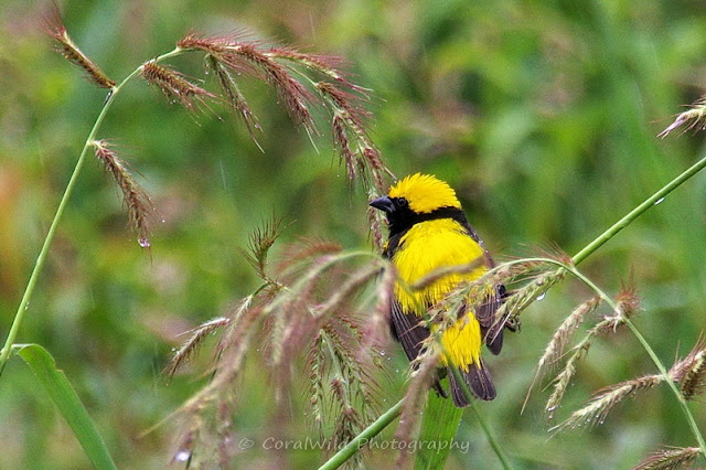 Coral Wild - A Safari Guides Diary: Birding in the Rain at Marievale