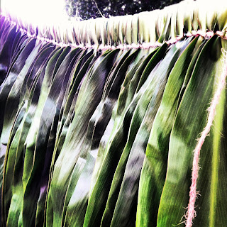 Woman of Polynesia: How To Make a Ti-Leaf Skirt