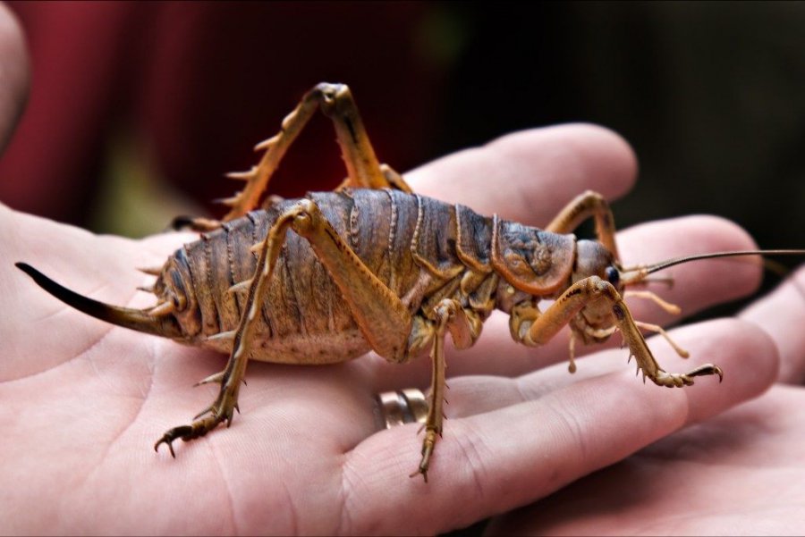 Blog FUAD - Informasi Dikongsi Bersama: 10 Most Terrifying Bugs in the ...