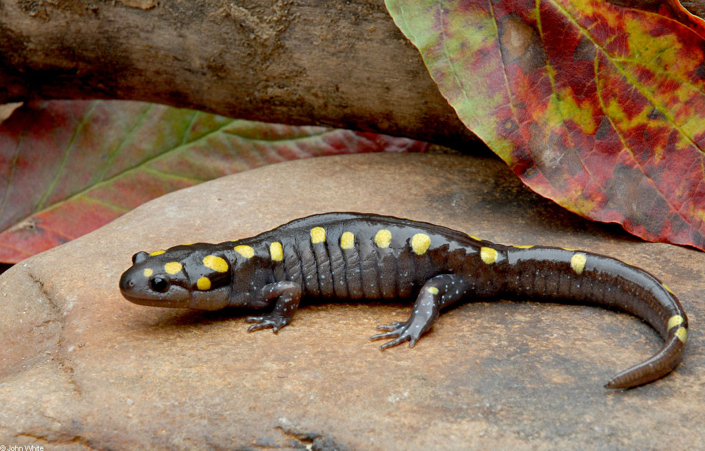 Happy Wallpaper: salamander
