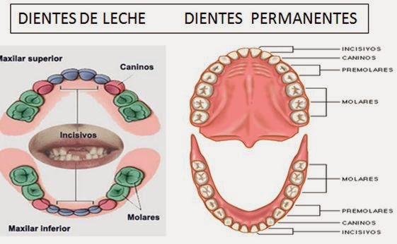 CIENCIAS: NUESTROS DIENTES