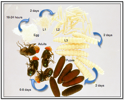 Click Wardhana: CHRYSOMYA BEZZIANA (OLD WORLD SCREWWORM FLY)