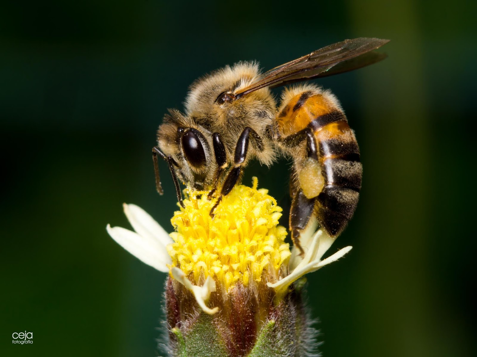 CEJA | Fotografía: Abeja Europea - Honey Bee - (Apis mellifera)