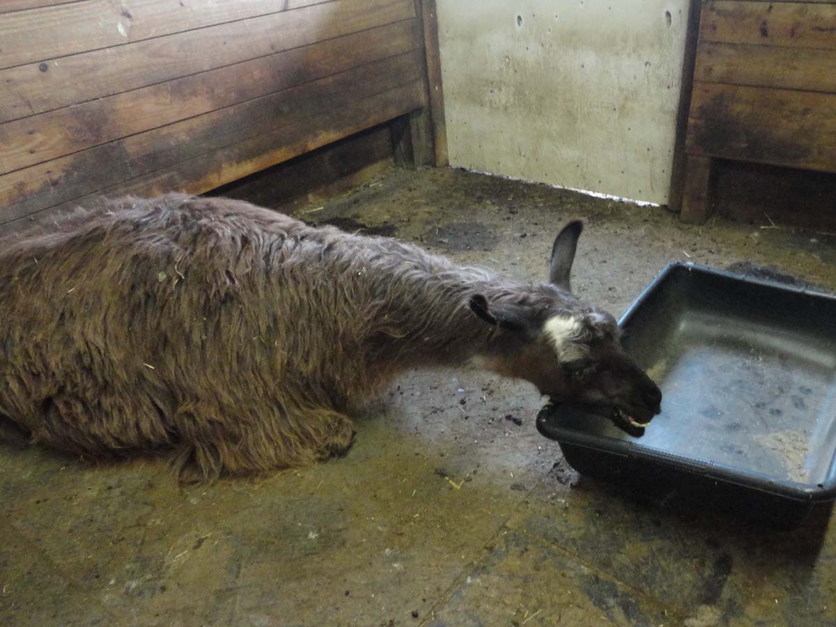 Ewe Chicks and a Llama: Llama Shearing