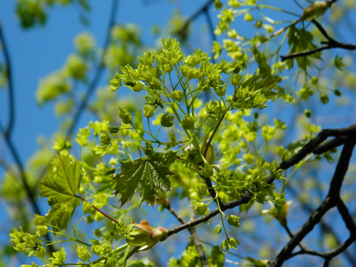 LA MULTI ANI, ROMANIA!: Flori verzi de artar