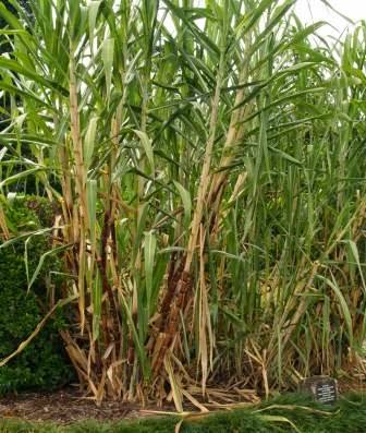 Florez Nursery: black sugarcane, Saccharum officinarum var. purpureum