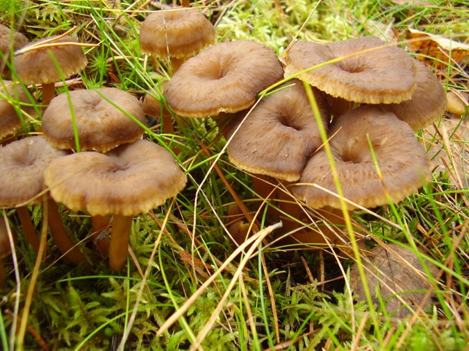 sieniopas: - - - - - Suppilovahvero