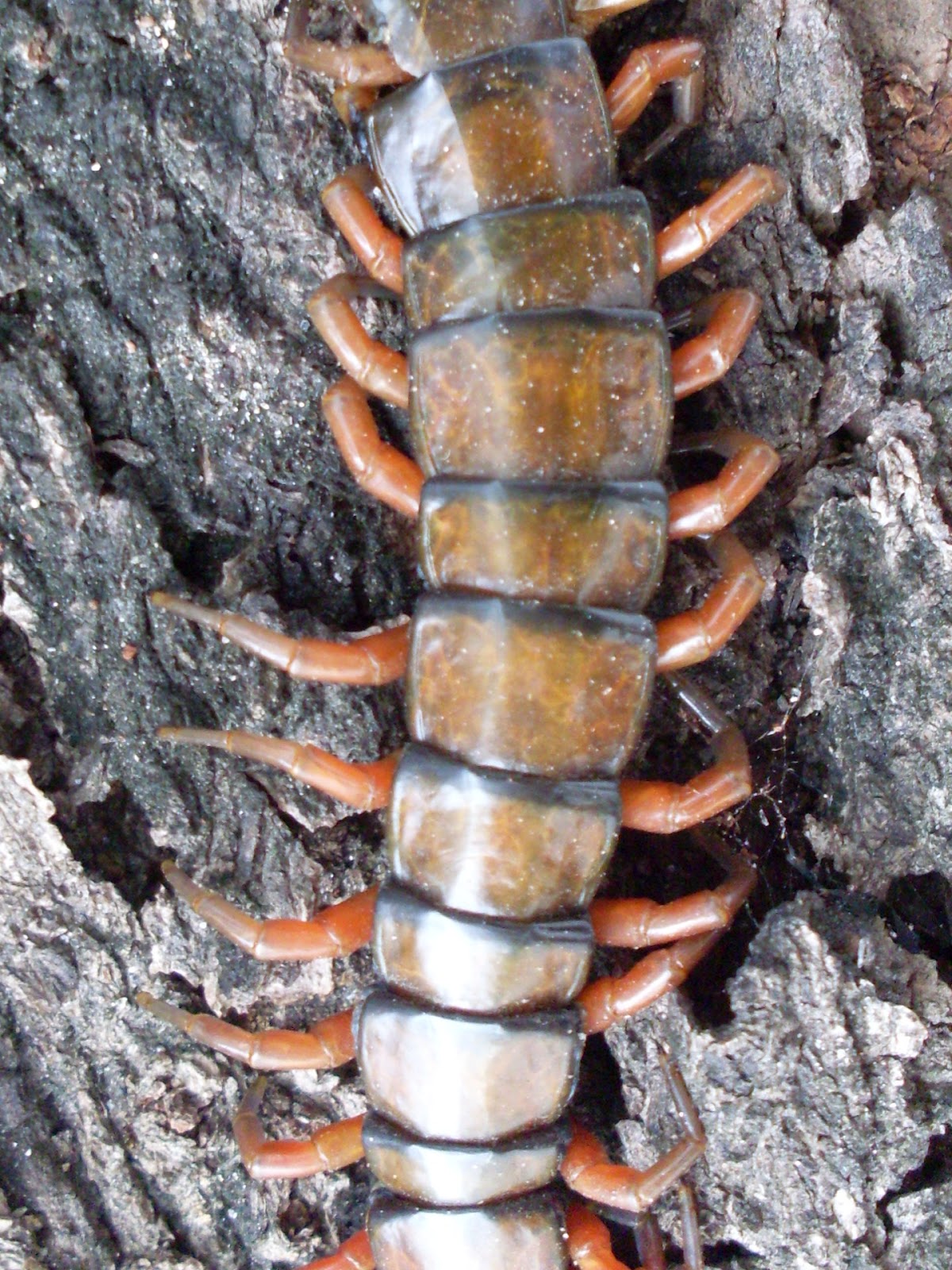 BIOFLAGRANTES*: LACRAIA OU CENTOPÉIA