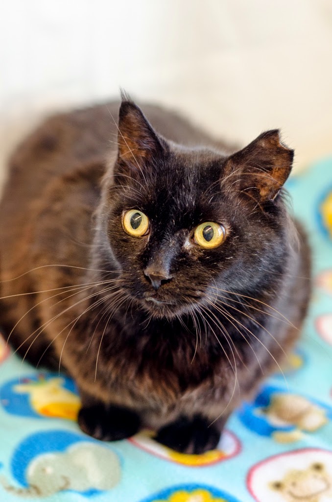 Progressive Charlestown: Kitty of the week