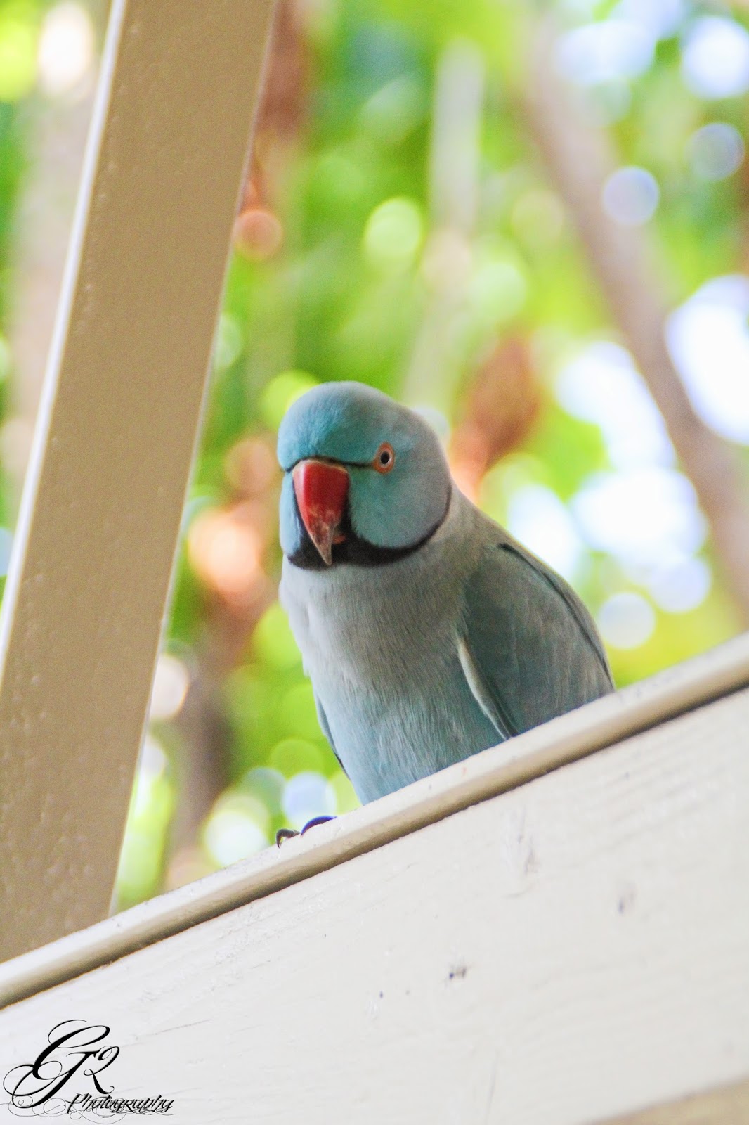 G2 Photography: 1-20-14 Blue Indian Ringneck Parakeet