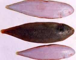 ezhakkaadan-pachakam: Naalikeram arachu chertha naadan unakka maanthal ...