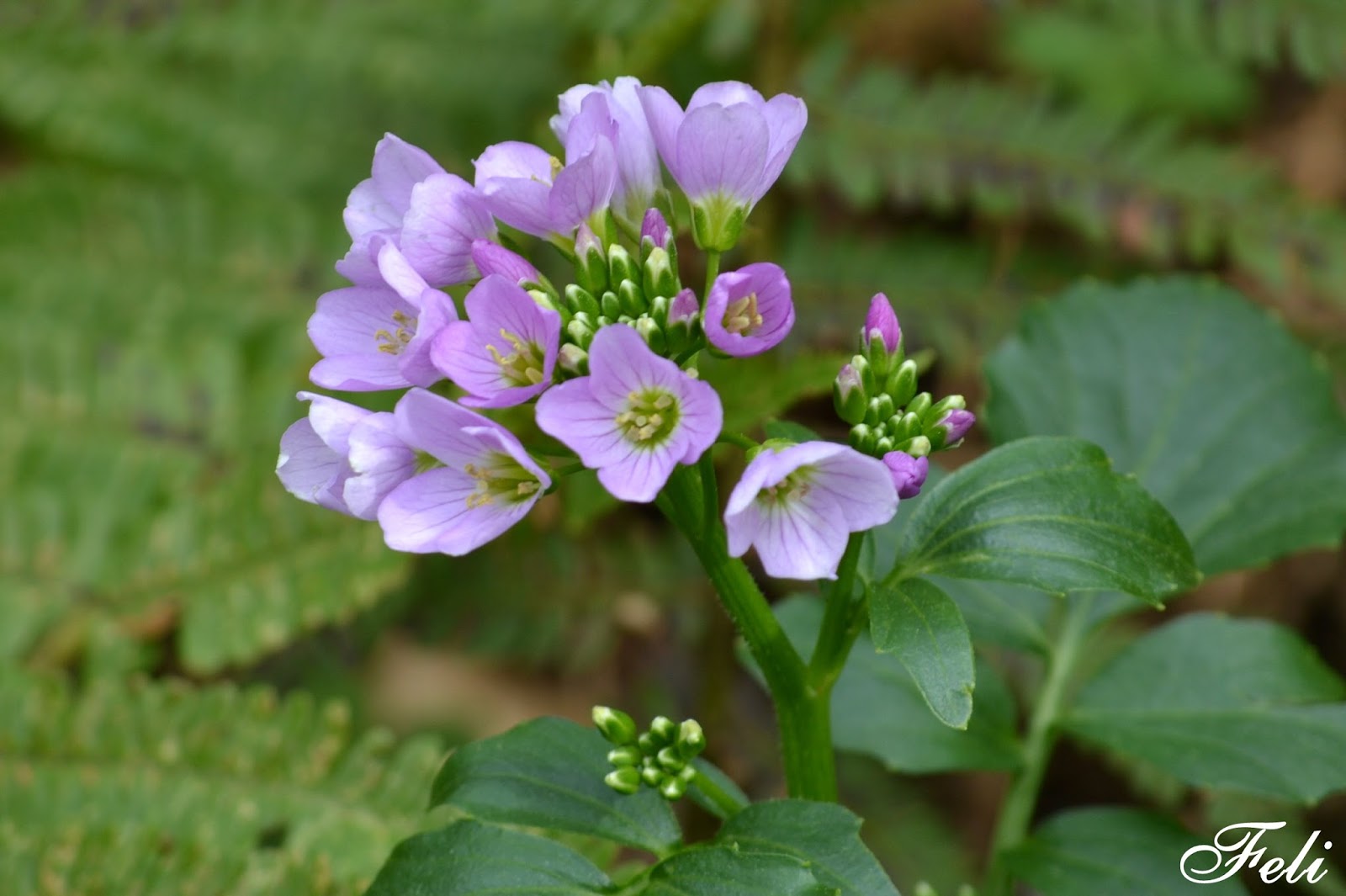 El objetivo de Feli: Cardamine raphanifolia