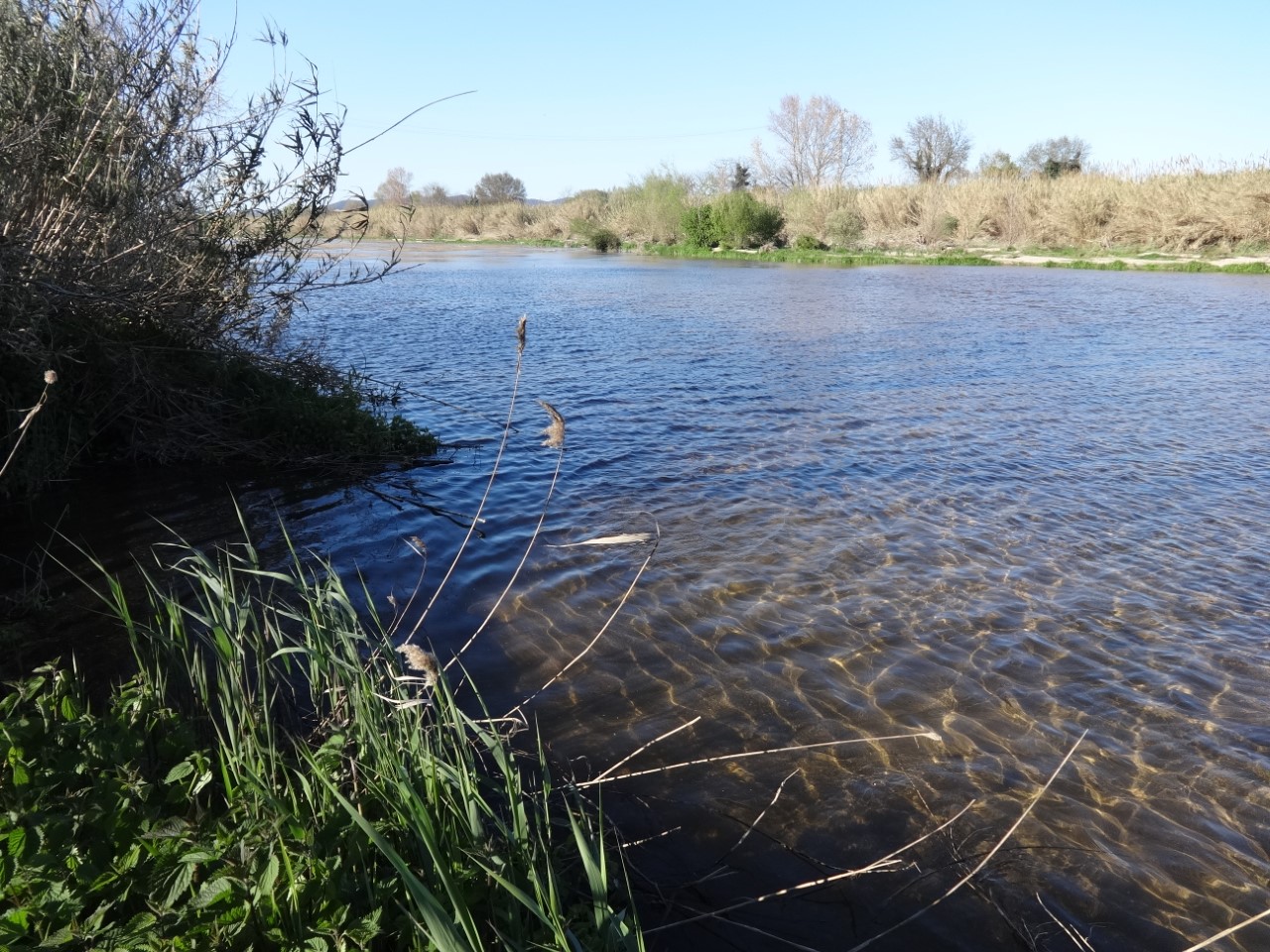 La Natura a la Baixa Tordera: Desembocadura de la Tordera 20/3/2019
